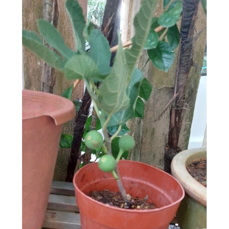Pokok tin Renek cepat berbuah dalam pasu Dwarf Fig plant blooming in ...