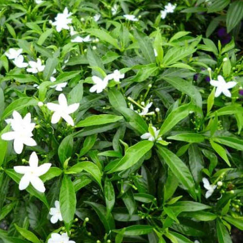 Anak Pokok Ervatamia Dwarf Jasmine / Outdoor Plant / Pokok Jeliti ...
