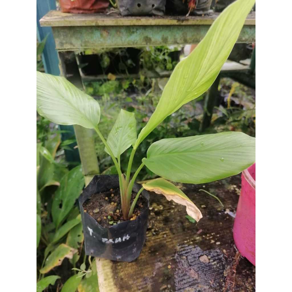 pokok temu pauh/mangga, dalam polybag (pokok herba) | Shopee Malaysia