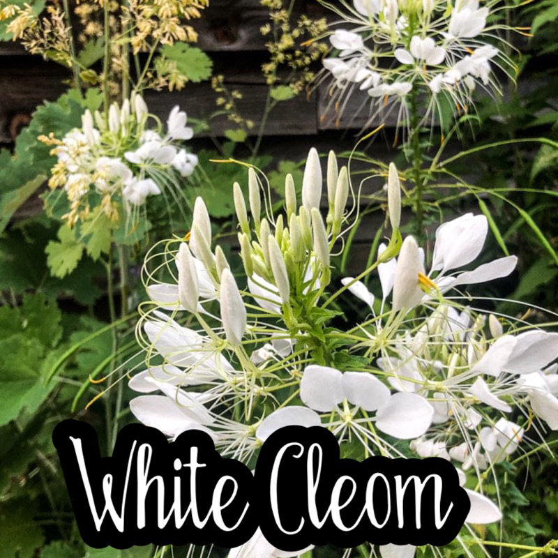 White Cleome seeds ( 10 seeds ) pokok bunga maman hiasan / spider ...