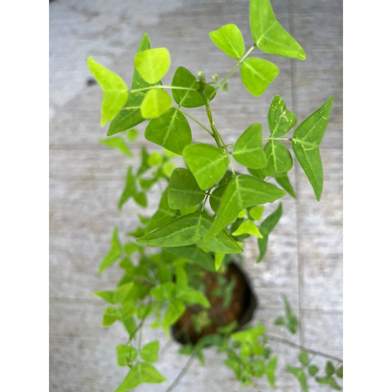 Rama-Rama Hijau Pokok Ubat | Shopee Malaysia