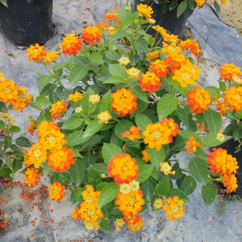Lantana Camara flower plant / Bunga Tahi Ayam / Bunga Semut | Shopee ...