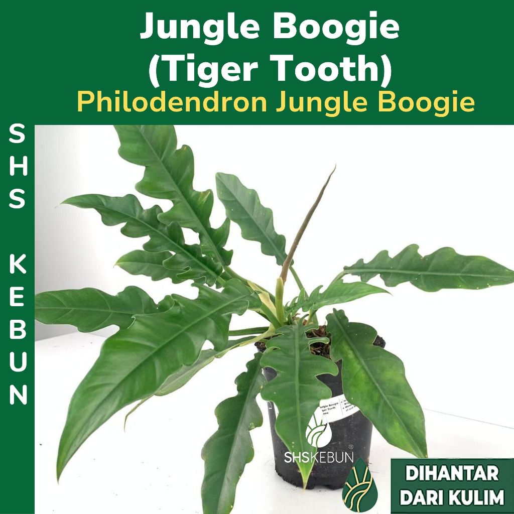 Philodendron Jungle Boogie Tiger Tooth Plant Houseplant indoor Plant ...