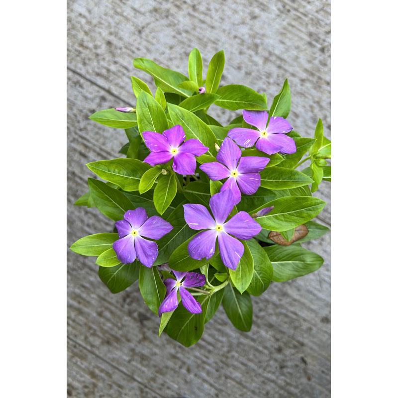 Vinca / Pokok bunga warna warni | Shopee Malaysia