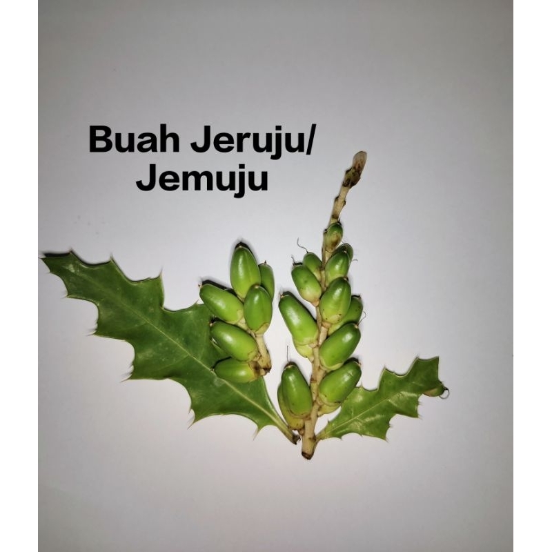 Buah Jeruju 25Biji Bisul Buasir Cyst Kanser | Shopee Malaysia