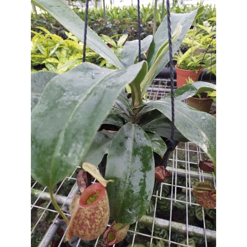 Nepenthes live plant periuk kera hidup猪茏草 | Shopee Malaysia