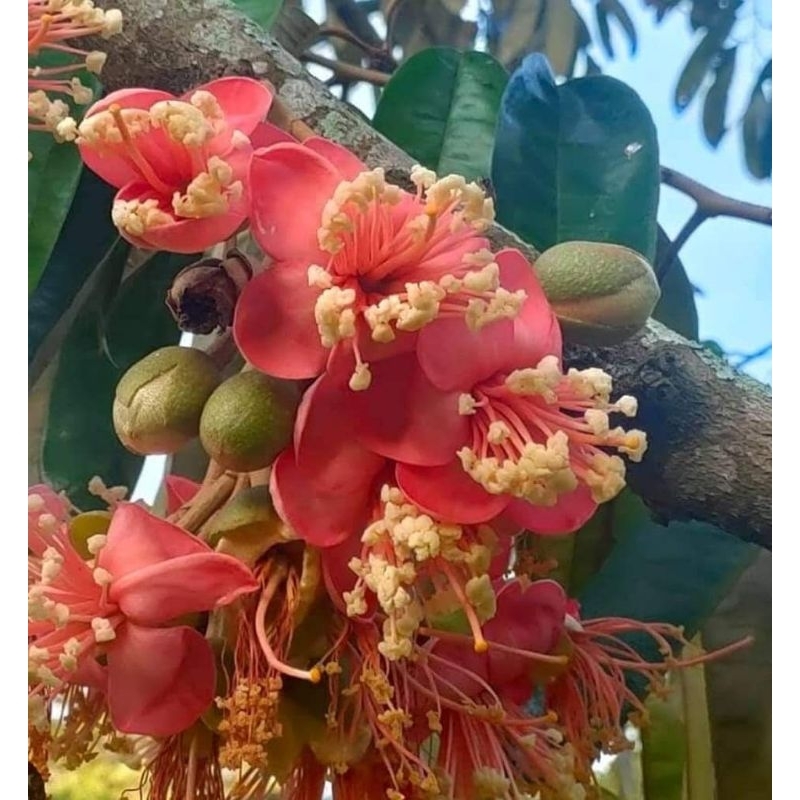 ANAK POKOK DURIAN BUNGA MERAH RARE*** | Shopee Malaysia