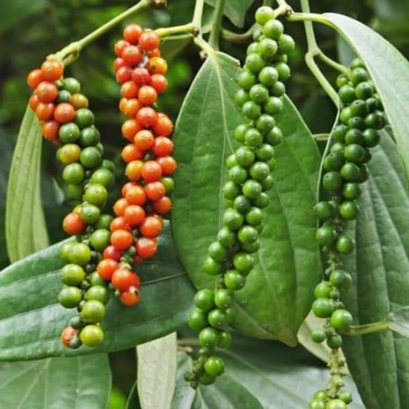 ANAK POKOK LADA HITAM TUT(AEG) | Shopee Malaysia