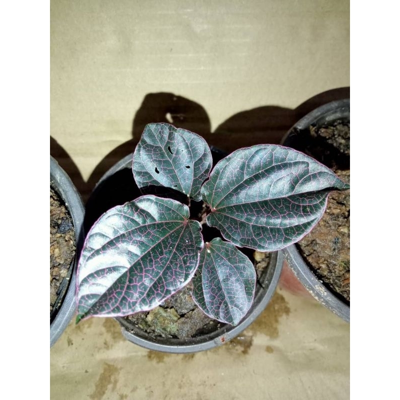Piper SP Borneo Rare Plant | Shopee Malaysia
