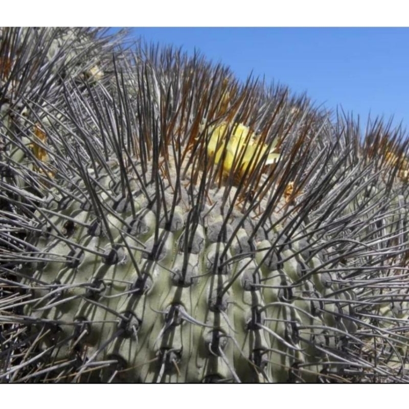 长刺黑士冠种子Copiapoa dealbata v. carrizalensis seed龙爪球属 imported seed rare ...