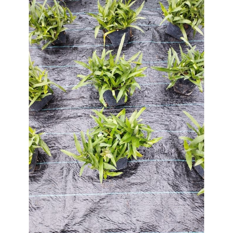 Pokok rumput Siti Khadijah | Shopee Malaysia
