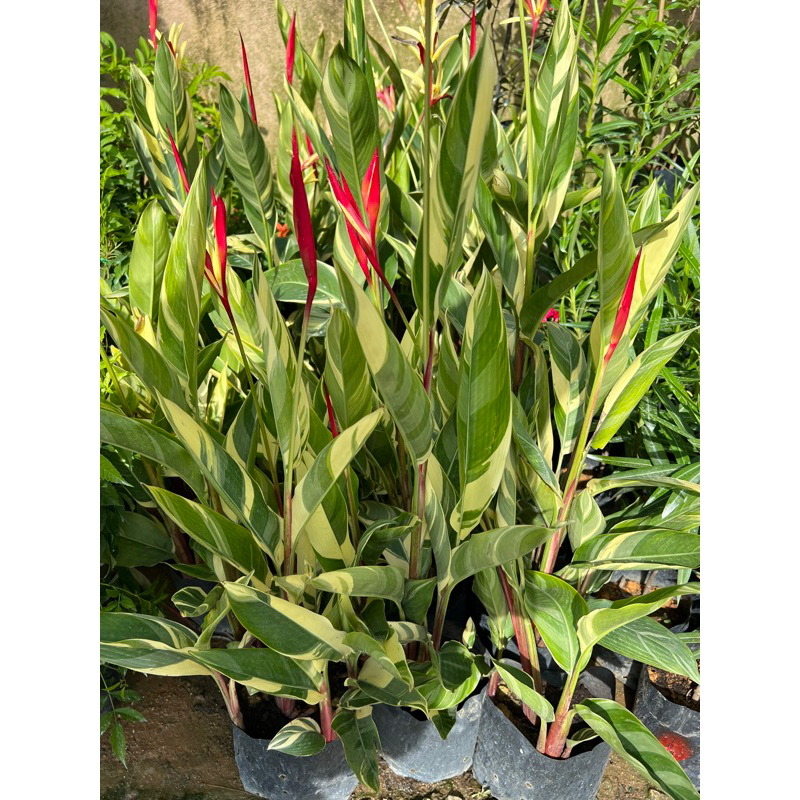 Heliconia Variegated / Sepit udang / outdoor plants | Shopee Malaysia