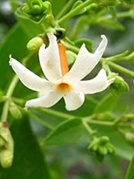 LIVE PLANT-PAVALA MALLI/CORAL JASMINE/பவழ மல்லி/QUEEN OF THE NIGHT ...