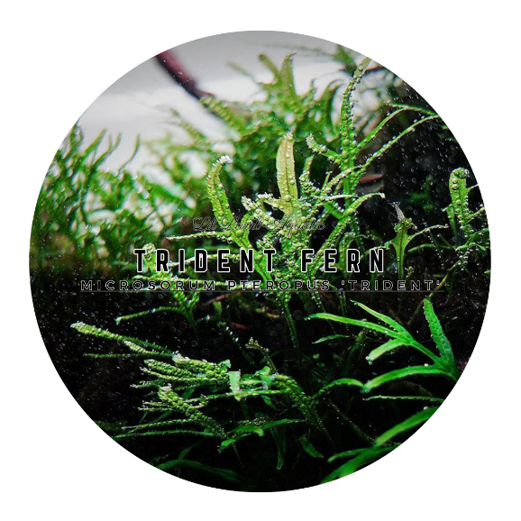 [Aquatic Plant] Microsorum Pteropus Trident Fern Low Tech No CO2 Plants ...
