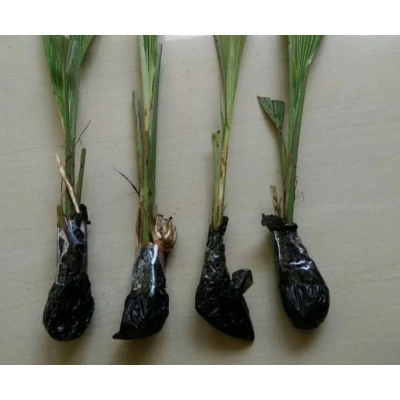 [No COD / Tiada COD] Anak Pokok Lemba / Kelapa puyuh | Shopee Malaysia