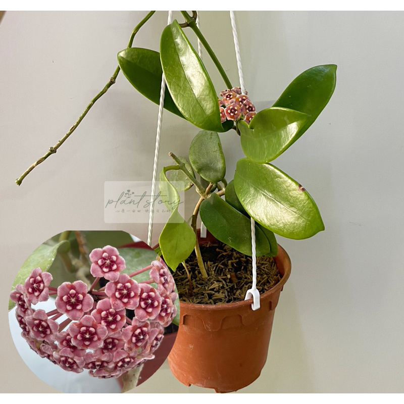 🌱 Hoya🌱 Hoya cembra🌱毬兰🌱 hoya compacto 🌱 Hoya krohniana eskimo 🌱 Hoya ...