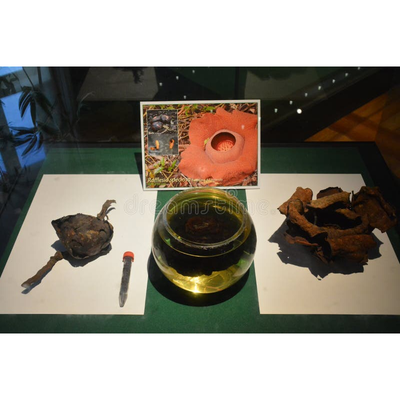 bunga patma kering padma pakma (Rafflesia spp.) Cendawan Matahari ...