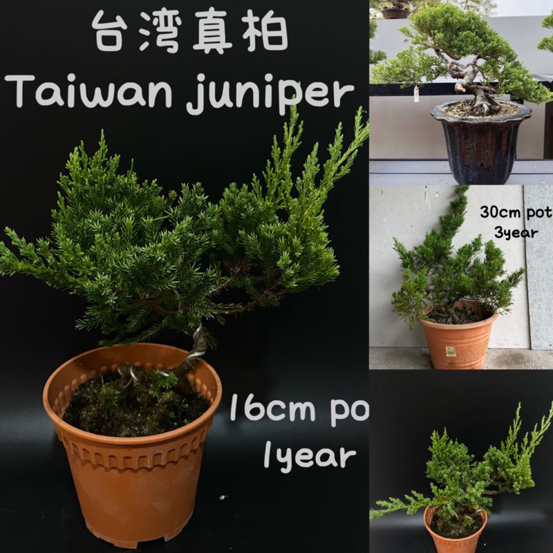 Juniperus Taiwan Shimpaku Juniper Bonsai 台湾真柏 圣诞树 聖誕樹 盆栽 Pokok Bonsai ...