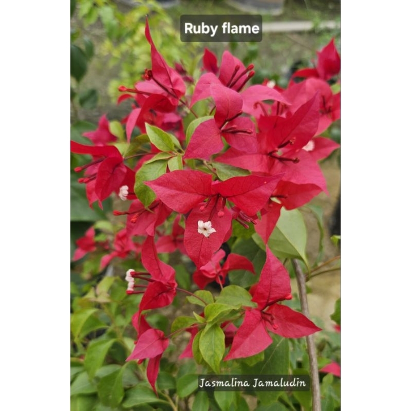 Bunga Kertas Bougainvillea Ruby Flame | Shopee Malaysia