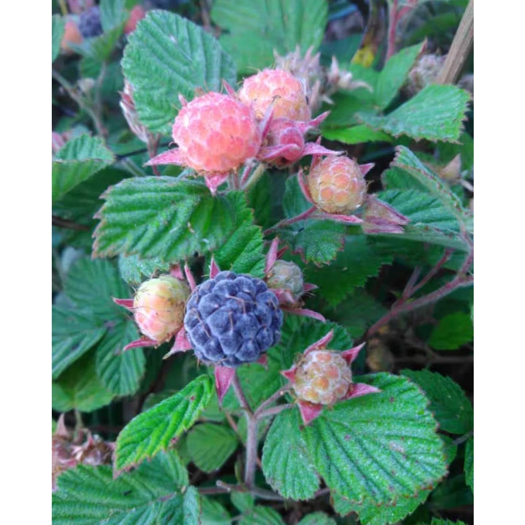 Anak Pokok Raspberry Rubus Parvifolius L. 'Sunshine Spreader' | Shopee ...