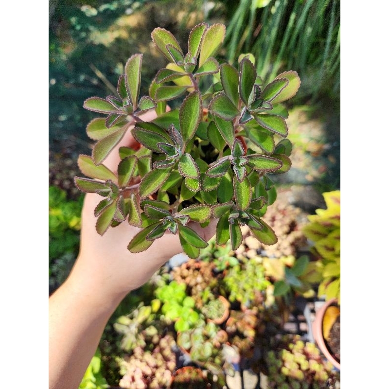 Plectranthus Neochilus (85mm) | Shopee Malaysia