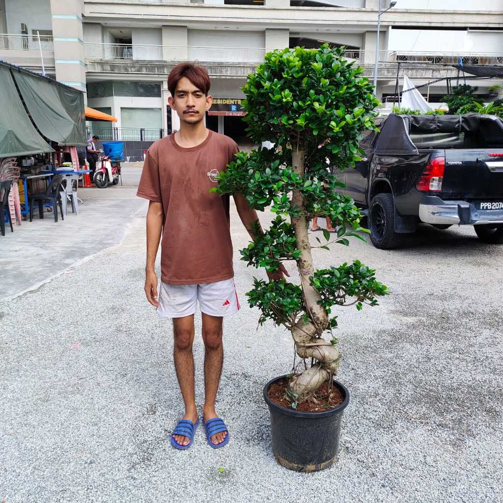 GPS Green Plant Society Live Tree Ficus Ginseng S shape 5-6ft | Shopee ...
