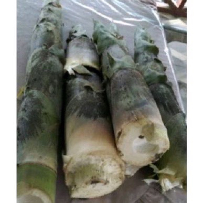 1KG REBUNG KG BERKULIT | ULAM REBUNG | REBUNG BULUH | Shopee Malaysia