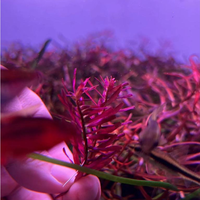 [Aquatic Plants] Submerged Stem Plant Rotala Ludwigia Macrandra Bacopa ...
