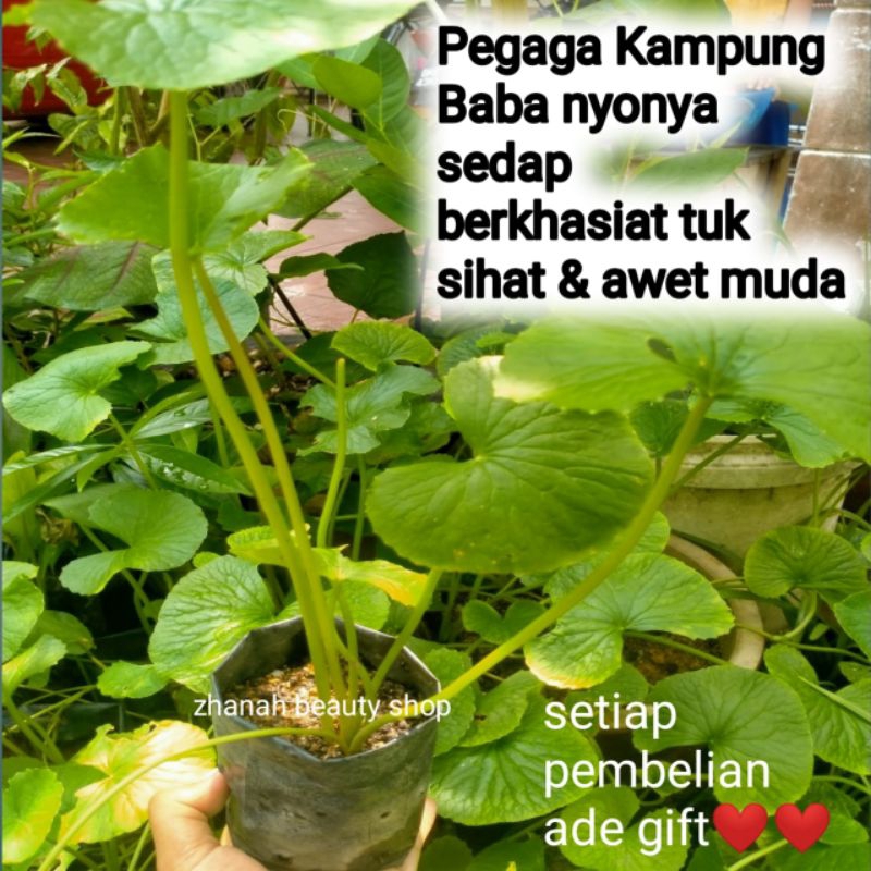 Ulam pegaga king rasa sedap tuk kesihatan+free gift 🎁 | Shopee Malaysia
