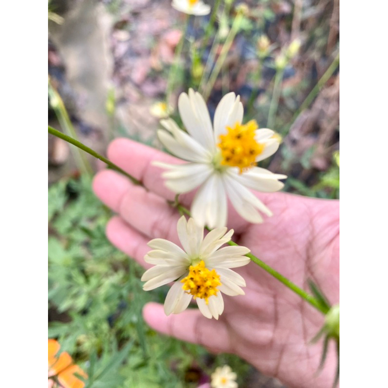 Biji Benih ulam raja PUTIH CREAM ( Rare ) jenis tinggi ( 10 seeds ...