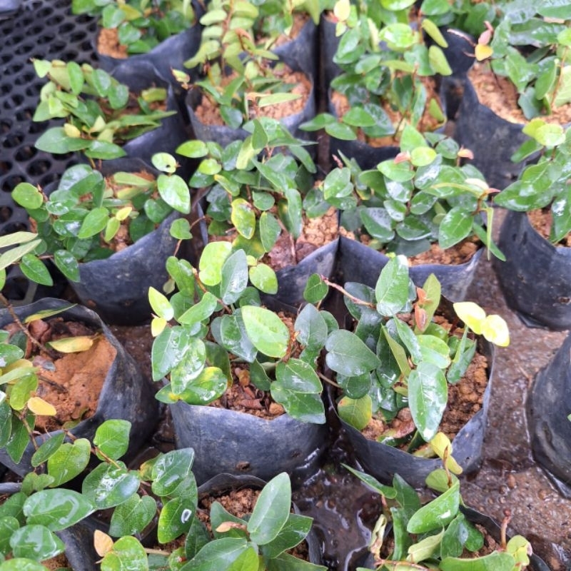 Pokok ficus yang memanjat dinding ficus pumila pokok hidup | Shopee ...