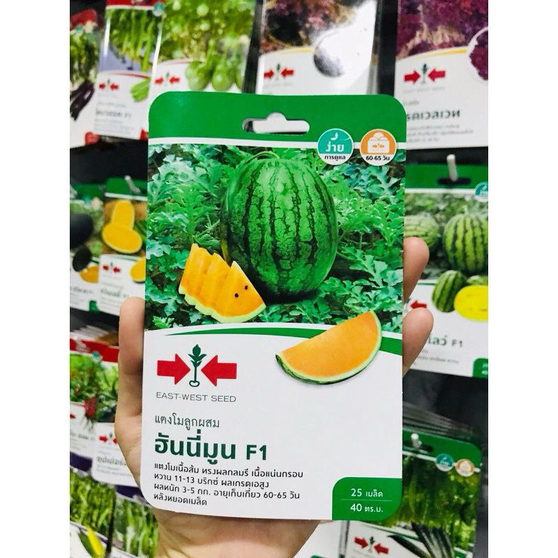 25 Biji Benih Tembikai Kuning Madu F1 Hybrid / Tembikai Bulan Madu F1 ...