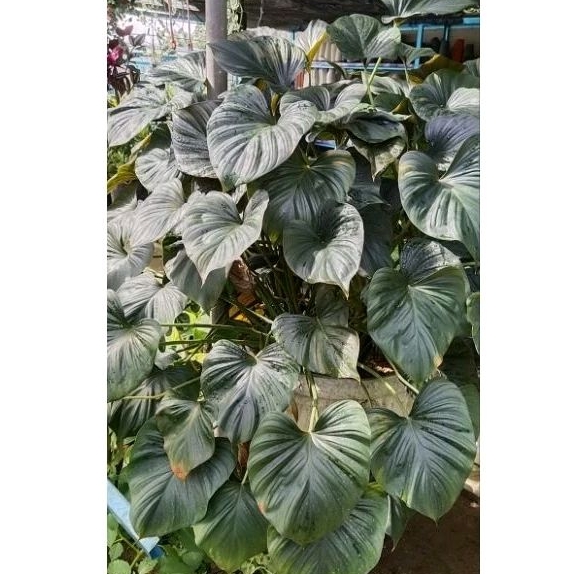 Pokok Keladi Kemoyang ( Homalomena Sagittifolia ) | Shopee Malaysia