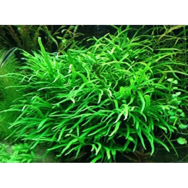 (D.O.A) Java Fern Trident, Microsorum Pteropus on wood/stone ...