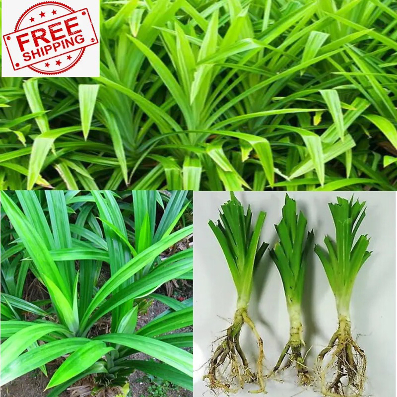 { BORONG POKOK PANDAN } 5 pokok pandan berakar berserta daun | Shopee ...