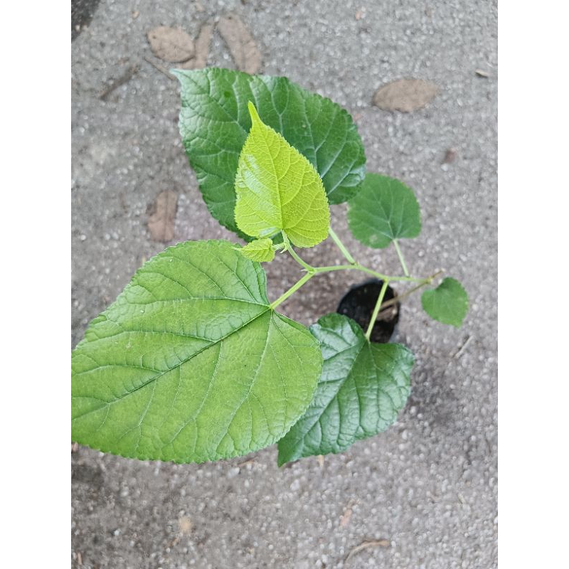 Anak pokok mulberi dari keratan pokok induk | Shopee Malaysia