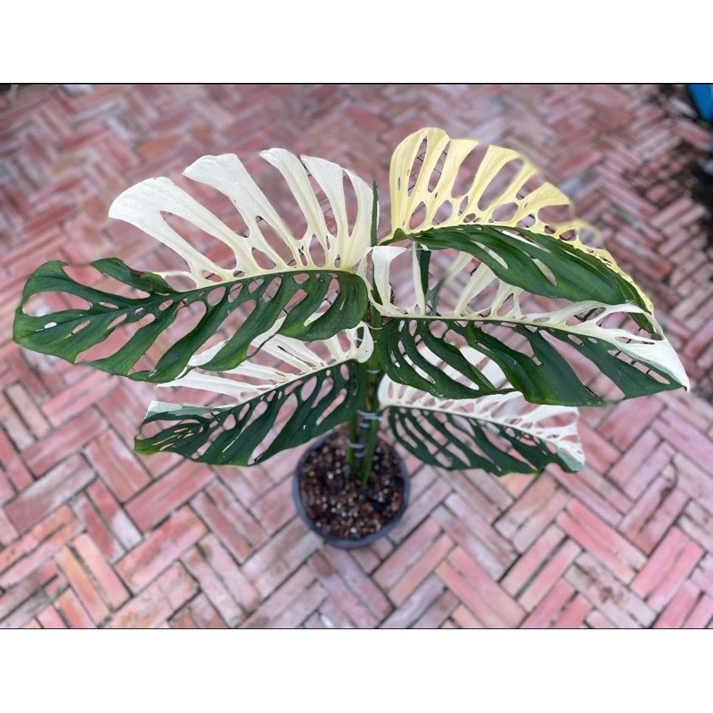 Monstera Acuminata Albo Variegated / Swiss Cheese | Shopee Malaysia