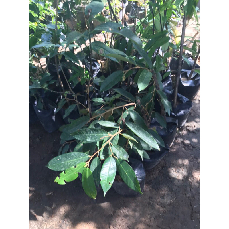 Pokok Durian IOI / Hajah Fatimah | Shopee Malaysia