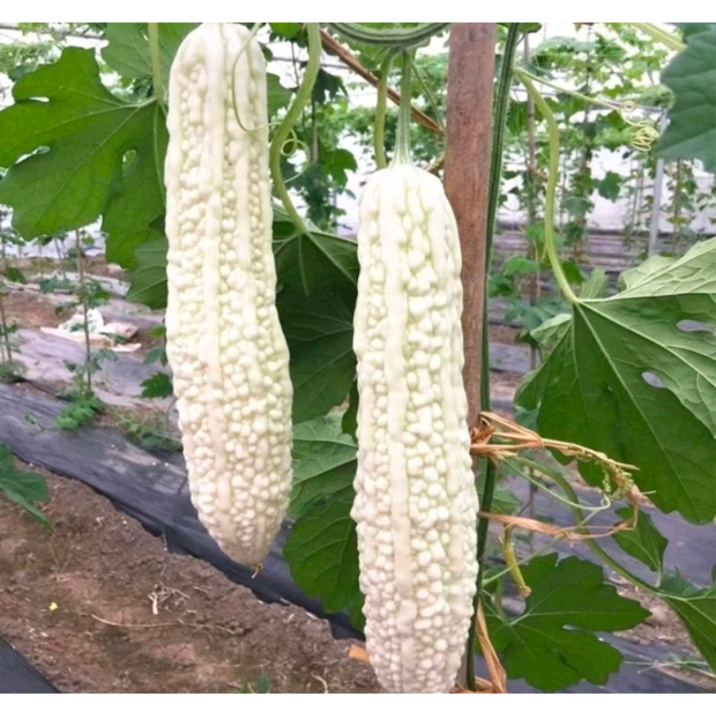 Benih peria putih 5 pcs per pack/ White Bitter Gourds 白玉苦瓜种子 | Shopee ...