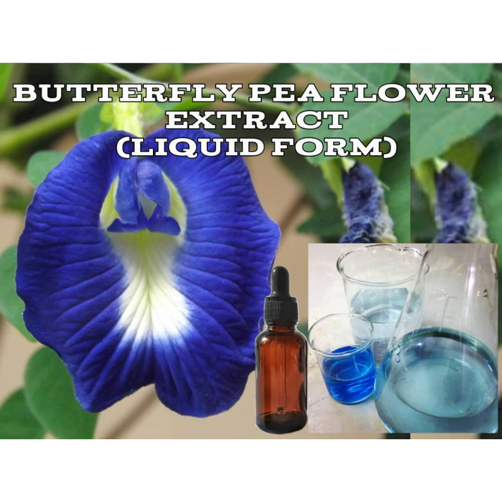[20g] [Liquid extract] Butterfly pea flower blue matcha Bunga Telang ...