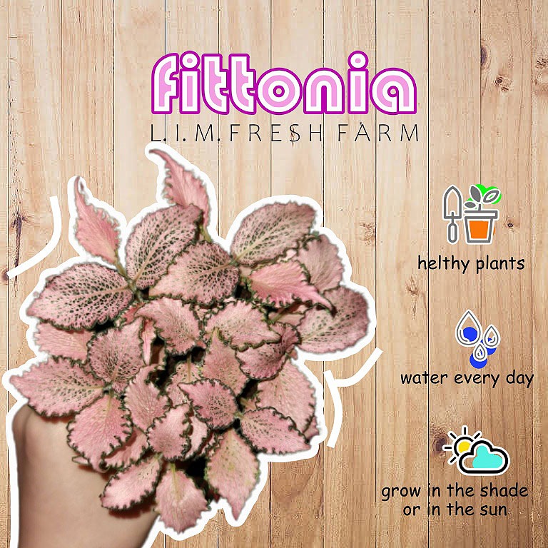 FITTONIA PLANT ( 1 plant with pot ) | Shopee Malaysia