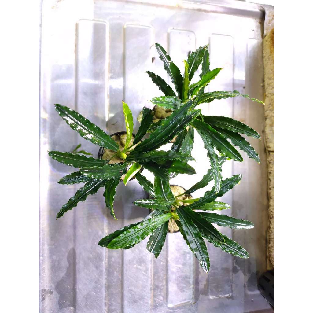 Bucephalandra Bucep Chimaera Lowtech Aquatic Plant | Shopee Malaysia