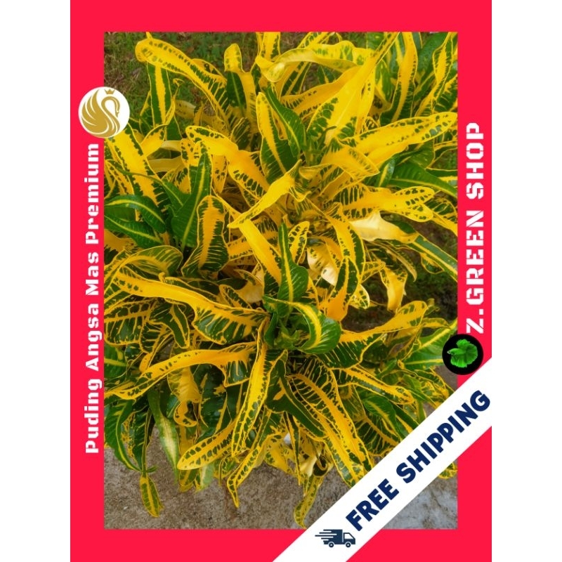 Pokok Puding Angsa Mas Rare | Shopee Malaysia