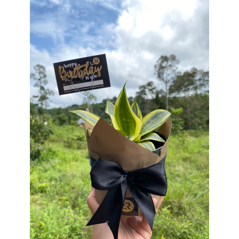 GIFT SET HADIAH SNAKE PLANT POKOK LIDAH JIN | Shopee Malaysia