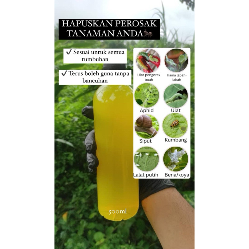 Racun Kawalan Serangga Refill/ Racun Selamat/Racun Tanaman/Racun Ulat ...