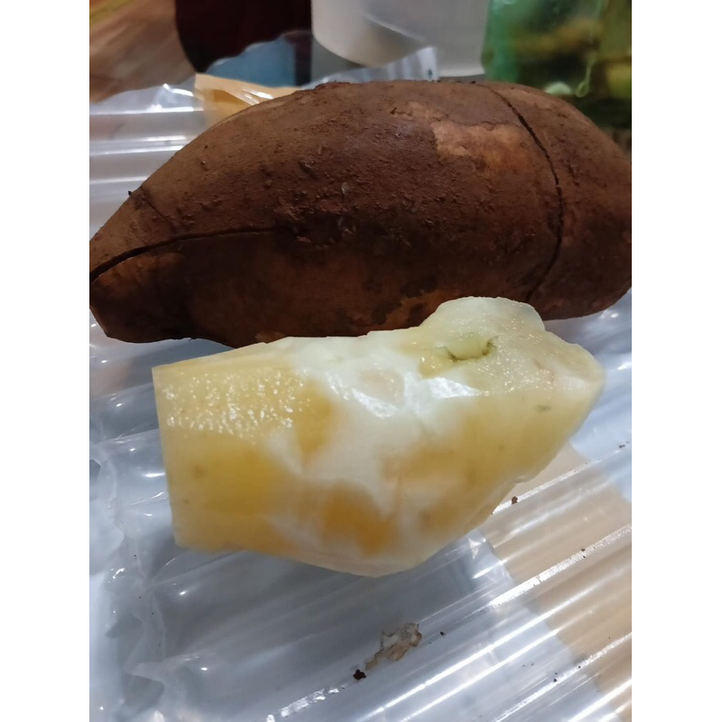 Ubi Yacon Segar dari Cameron Highlands | Shopee Malaysia