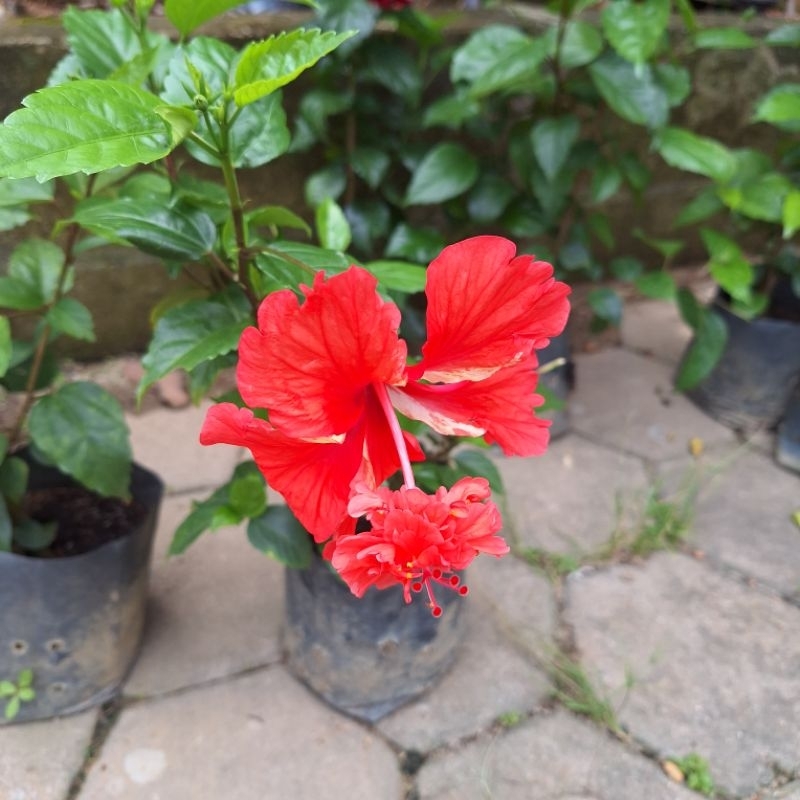 Pokok bunga raya kampung warna merah | Shopee Malaysia