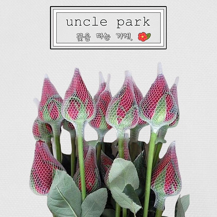 🌹 (20pcs)HARGA JIMAT!!! ROSES 玫瑰 FRESH FLOWER BUNGA SEGAR ROSE Cameron ...