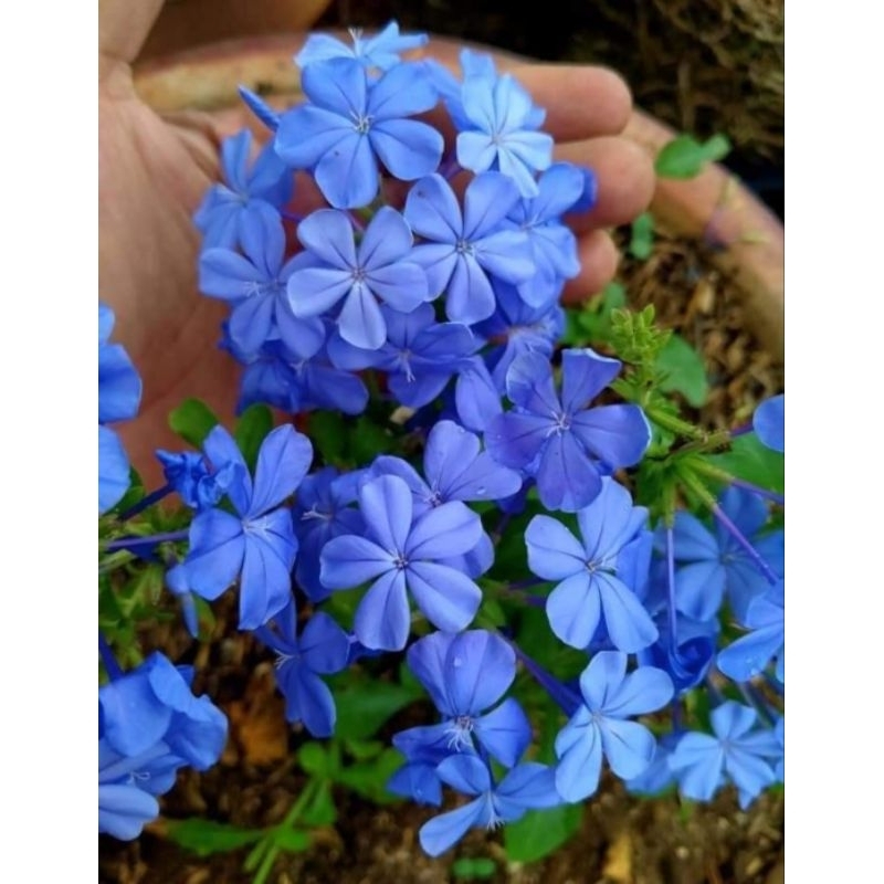 Readystock Pokok Bunga Plumbago merah baby blue imperial blue putih ...
