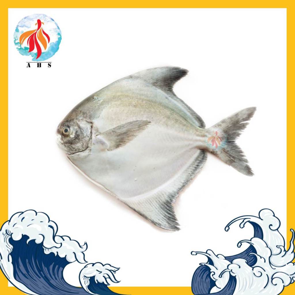 Frozen Chinese Pomfret (After Clean) 冷冻斗鲳 斗昌 (清理后) Ikan Bawal Cepak ...